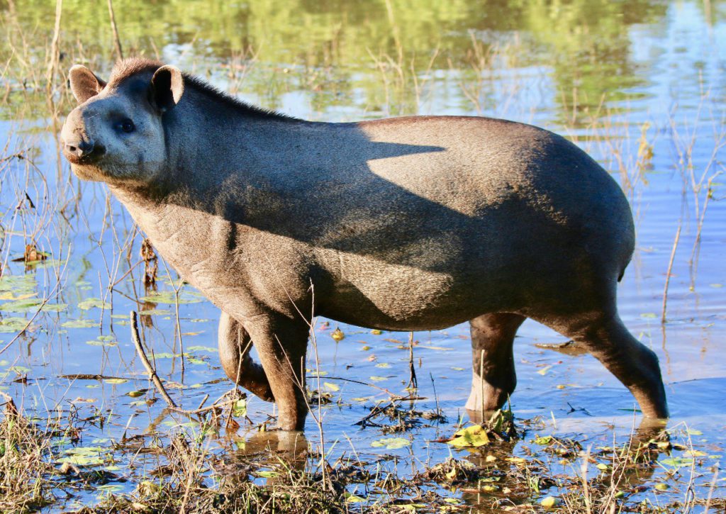 Tapir of Colombia – World Tapir Day 2021 - Manakin Nature Tours
