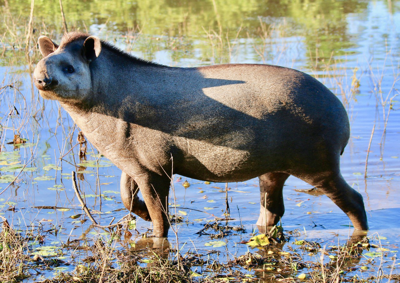Tapir of Colombia – World Tapir Day 2021 - Manakin Nature Tours