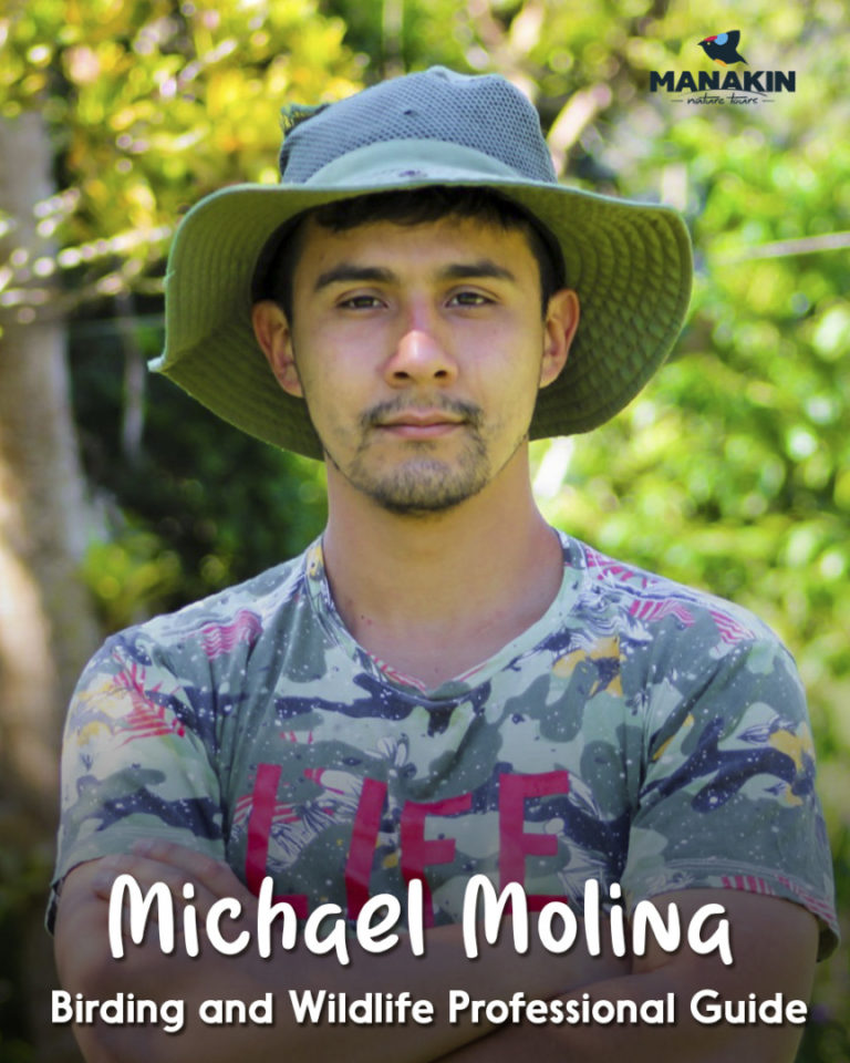 Michael Molina - Birding and Wildlife Professional Guide - Manakin ...