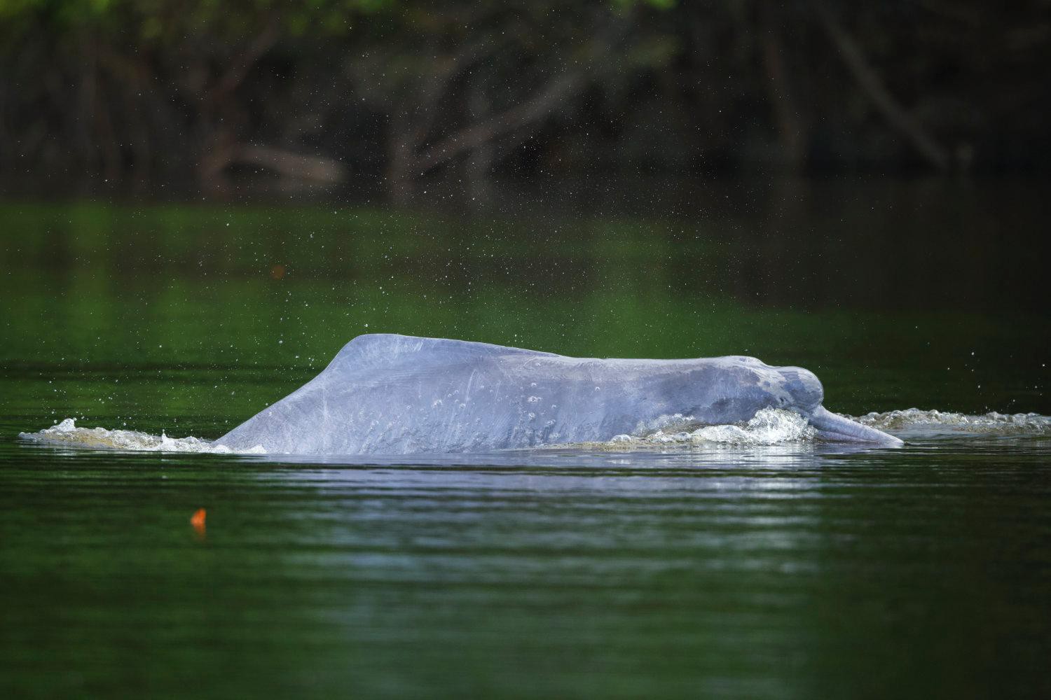 Inírida - This is one of the newest world-class birding destinations in ...