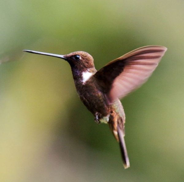 Hummingbirds Tour of Colombia – Andes - Manakin Nature Tours