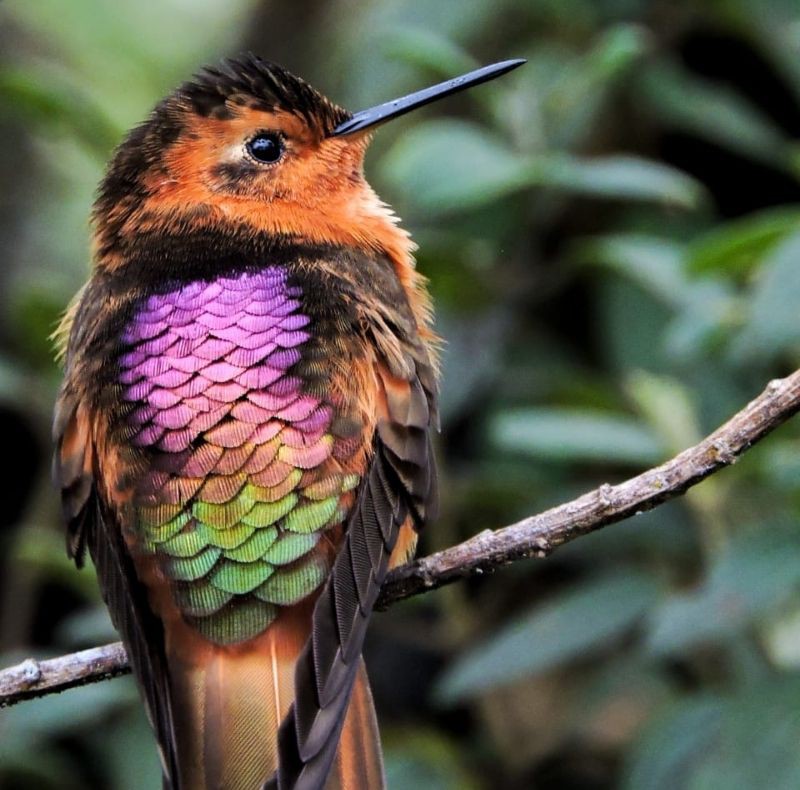 Hummingbirds Tour of Colombia – Andes - Manakin Nature Tours