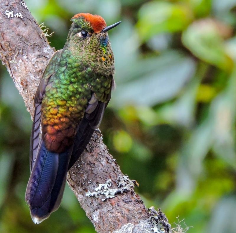 Hummingbirds Tour of Colombia – Andes - Manakin Nature Tours