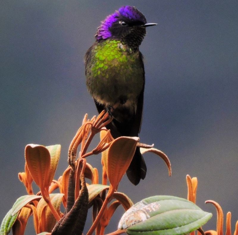 Hummingbirds Tour of Colombia – Andes - Manakin Nature Tours