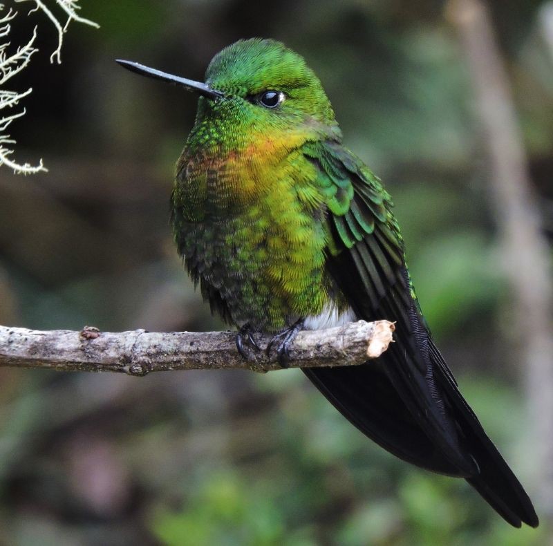Hummingbirds Tour of Colombia – Andes - Manakin Nature Tours