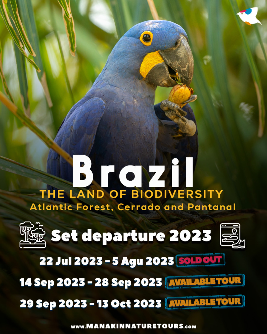 Birding Colombia - Manakin Nature Tours - Birdwatching and Wildlife Tours