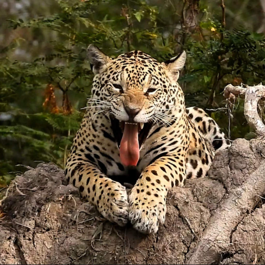 TRIP REPORT - BRAZIL "Land of Biodiversity" - Manakin Nature Tours