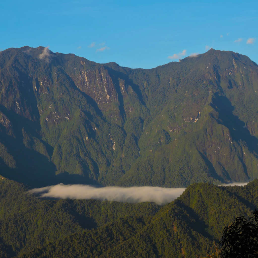 Immersion in the three Colombian mountain ranges in 2024! - Manakin ...